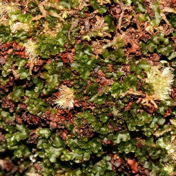 Hymenophyllum Francii Plant Care & How to Grow, Water
