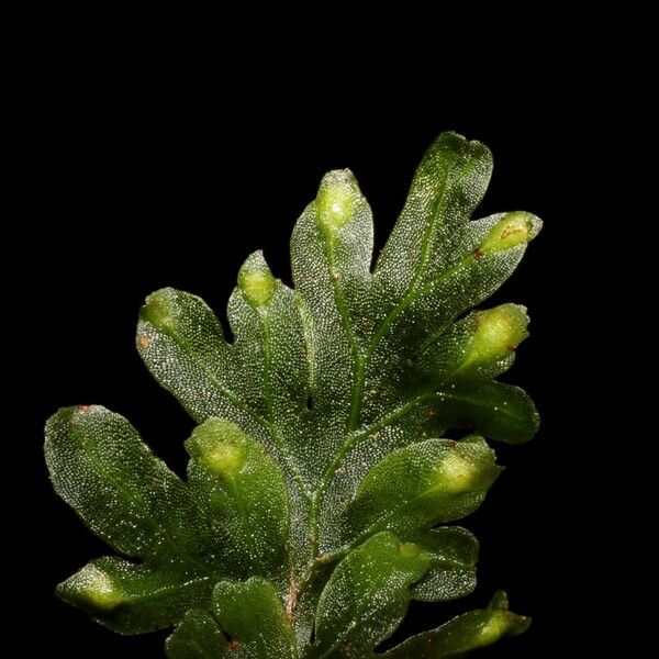 Hymenophyllum Le Ratii Plant Care & How to Grow, Water