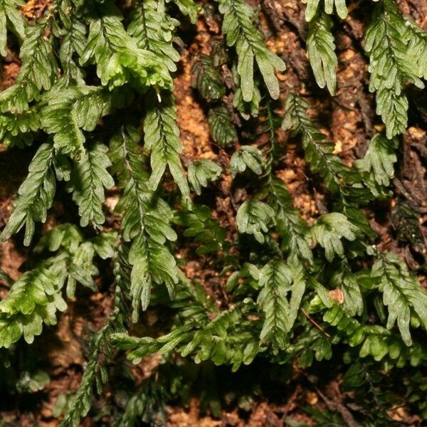 Hymenophyllum Mnioides Care Guide: Water, Soil & Propagation - Plantiary
