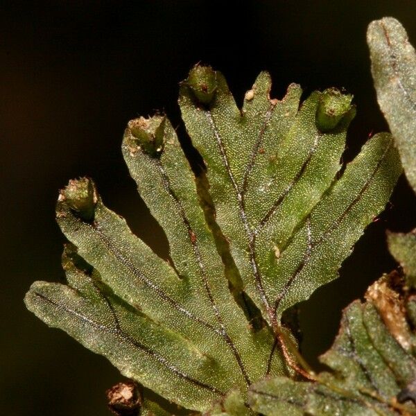 Hymenophyllum Neocaledonicum Care Guide: Water, Soil & Propagation ...