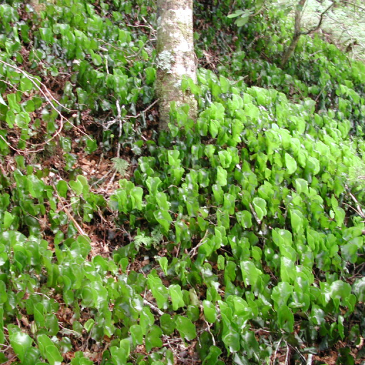 Kidney Fern (Hymenophyllum Nephrophyllum) Plant Care & How to Grow, Water