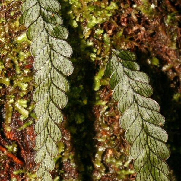 Hymenophyllum Rolandi-Principis Plant Care & How to Grow, Water