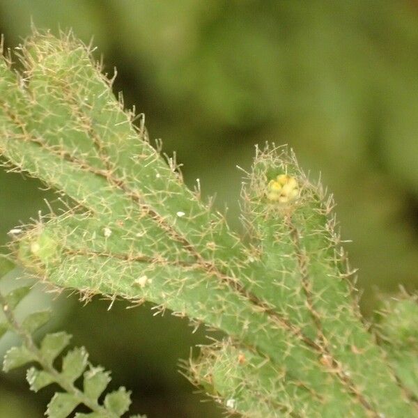 Hymenophyllum Splendidum Care Guide: Water, Soil & Propagation - Plantiary