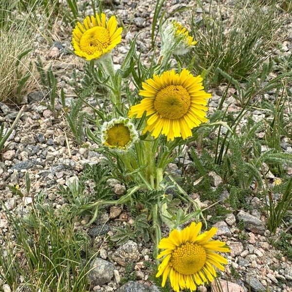 Graylocks Four-Nerve Daisy (Hymenoxys Grandiflora) Plant Care & How to ...