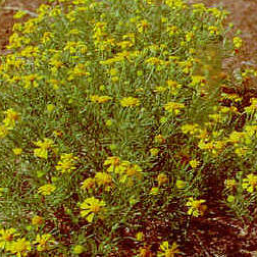 Bitter Rubberweed (Hymenoxys Odorata) Plant Care & How to Grow, Water