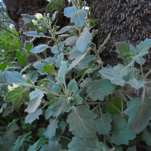 White Henbane (Hyoscyamus Albus) Plant Care & How to Grow, Water
