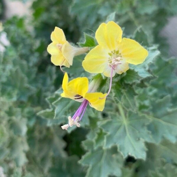 Golden Henbane (Hyoscyamus Aureus) Plant Care & How to Grow, Water