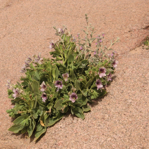 Egyptian Henbane (Hyoscyamus Muticus) Care Guide: Water, Soil ...