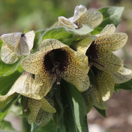 Common Henbane (Hyoscyamus Niger) Plant Care & How to Grow, Water