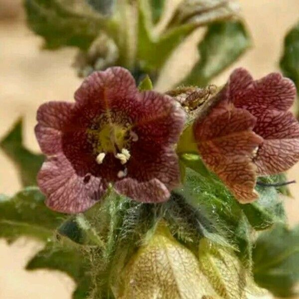 Egyptian Henbane (Hyoscyamus Reticulatus) Plant Care & How to Grow, Water