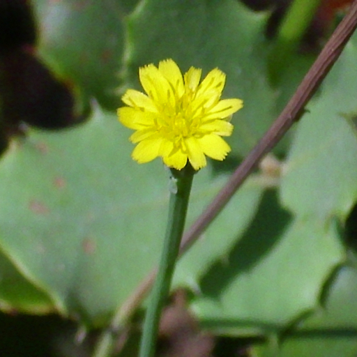 Annual Hyoseris (Hyoseris Scabra) Plant Care & How to Grow, Water