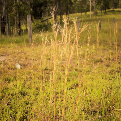 Fine Thatching Grass (Hyparrhenia Filipendula) Care Guide: Water, Soil ...