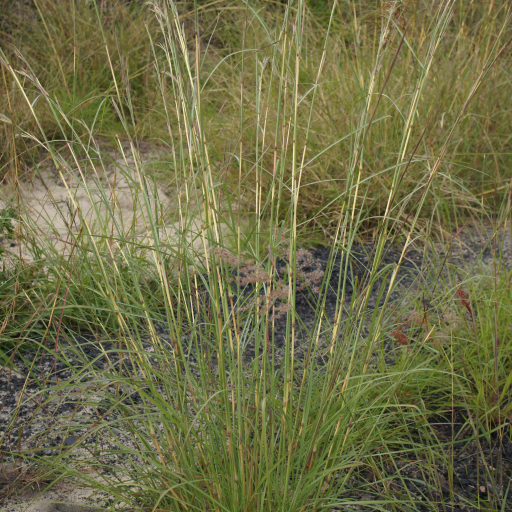 Jaragua Grass (Hyparrhenia Rufa) Plant Care & How to Grow, Water