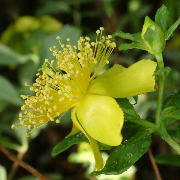 Hypericum Acmosepalum Plant Care & How to Grow, Water