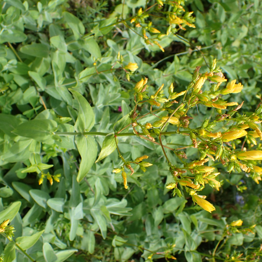 Ringed St. John's Wort (Hypericum Annulatum) Plant Care & How to Grow ...
