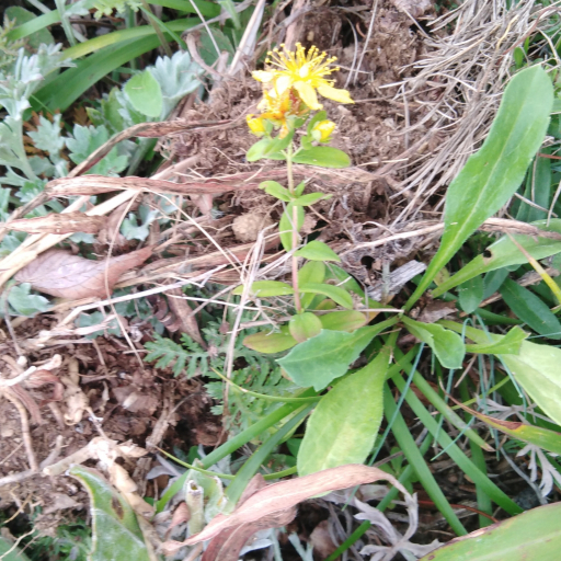 Hypericum Attenuatum Plant Care & How to Grow, Water