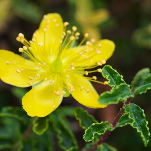 Majorca St. John's Wort (Hypericum Balearicum) Plant Care & How to Grow, Water