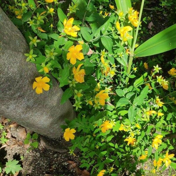 Hypericum Beanii Plant Care & How to Grow, Water