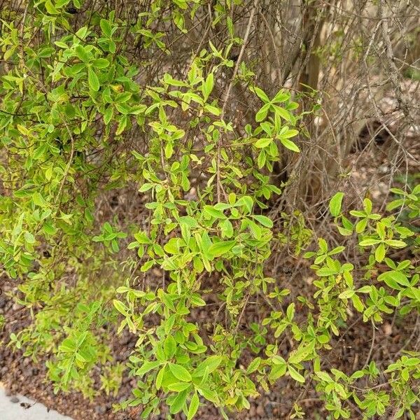 Hypericum × Caesariense Plant Care & How to Grow, Water