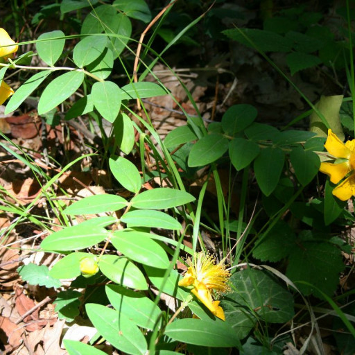 Rose Of Sharon (Hypericum Calycinum) Plant Care & How to Grow, Water