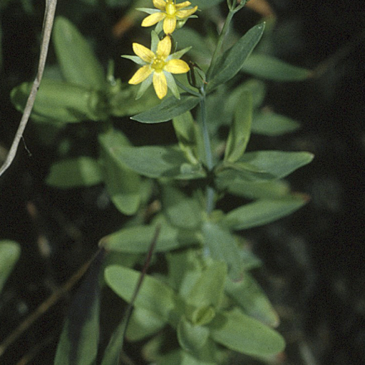 Irish St. John's-Wort (Hypericum Canadense) Plant Care & How to Grow, Water