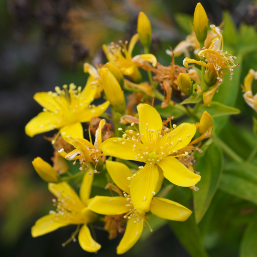 Canary Island St. John's-Wort (Hypericum Canariense) Plant Care & How ...