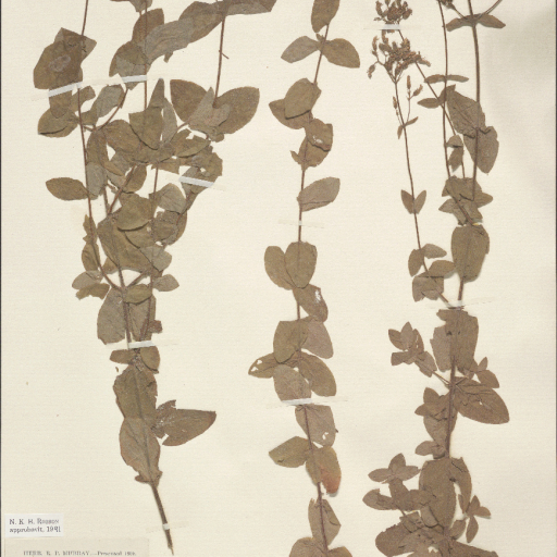 Hypericum Caprifolium Plant Care & How to Grow, Water