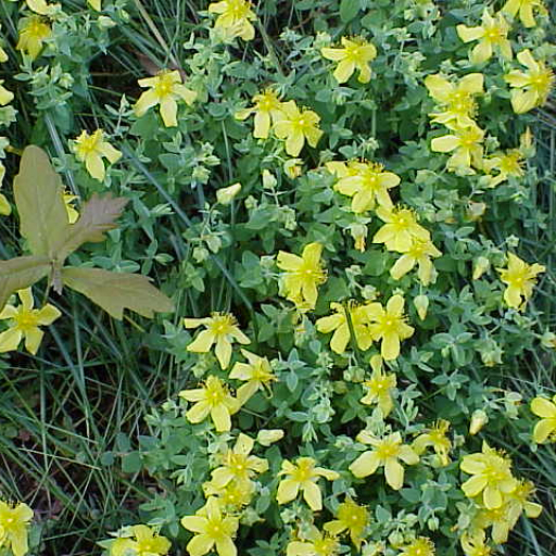 Hypericum Cerastoides Plant Care & How to Grow, Water