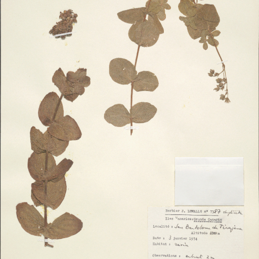 Hypericum Coadunatum Plant Care & How to Grow, Water