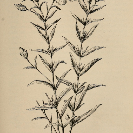 Gold-wire (Hypericum Concinnum) Plant Care & How to Grow, Water