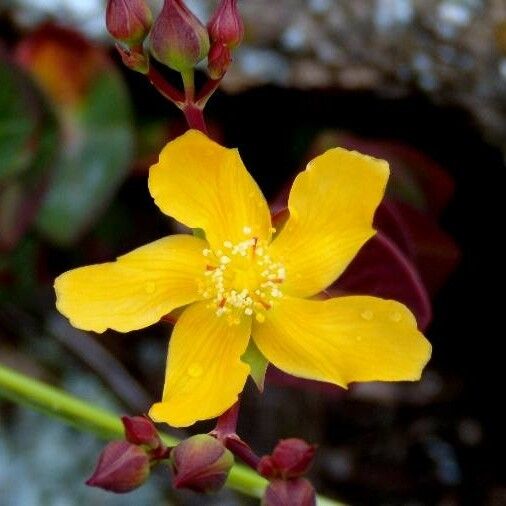 Hypericum Connatum Plant Care & How to Grow, Water