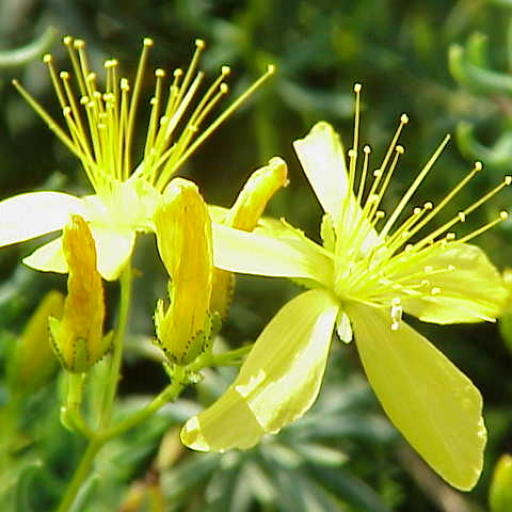 Heath-Leaved St John's-Wort (Hypericum Coris) Plant Care & How to Grow ...