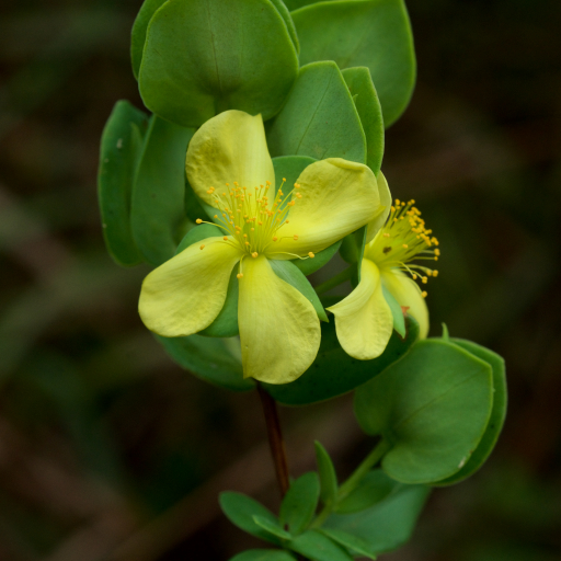 St. Peter's Wort (Hypericum Crux-andreae) Plant Care & How to Grow, Water