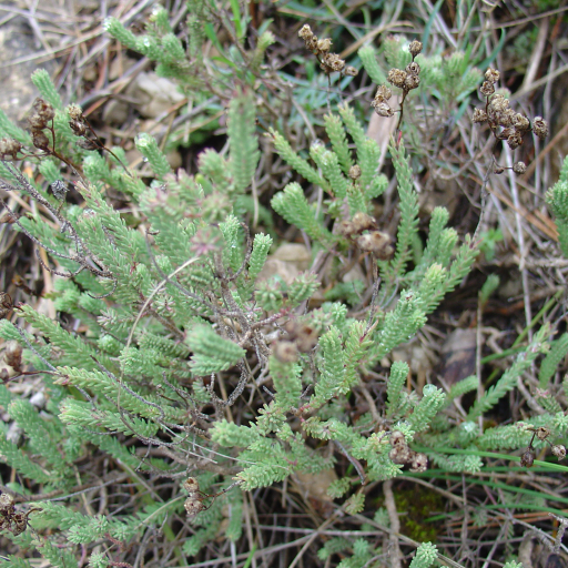 Hypericum Ericoides Care Guide: Water, Soil & Propagation - Plantiary