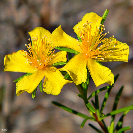 Peelbark St. John's Wort (Hypericum Fasciculatum) Plant Care & How to ...