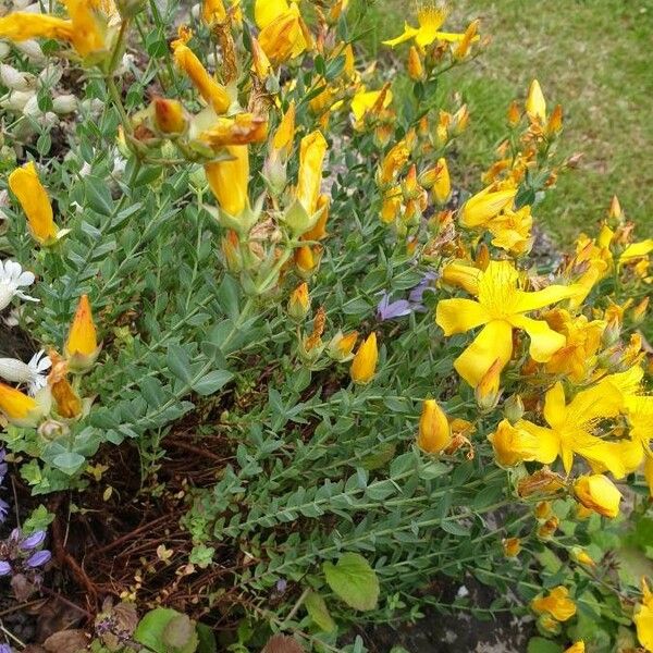 Hypericum Fragile Plant Care & How to Grow, Water