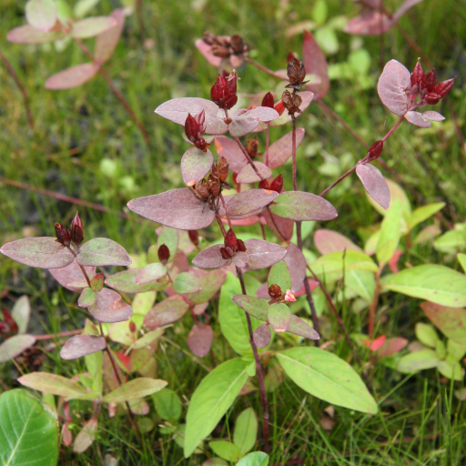 Fraser's Marsh St. John's-Wort (Hypericum Fraseri) Plant Care & How to ...