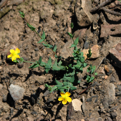 Small St. John's Wort (Hypericum Gramineum) Plant Care & How to Grow, Water
