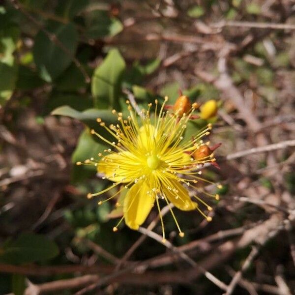 Hypericum Grandiflorum Care Guide: Water, Soil & Propagation - Plantiary