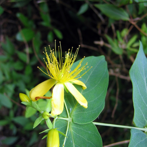 Hypericum Grandifolium Plant Care & How to Grow, Water