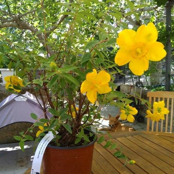 Hypericum Henryi Plant Care & How to Grow, Water