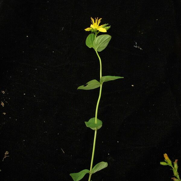 Hypericum Himalaicum Plant Care & How to Grow, Water