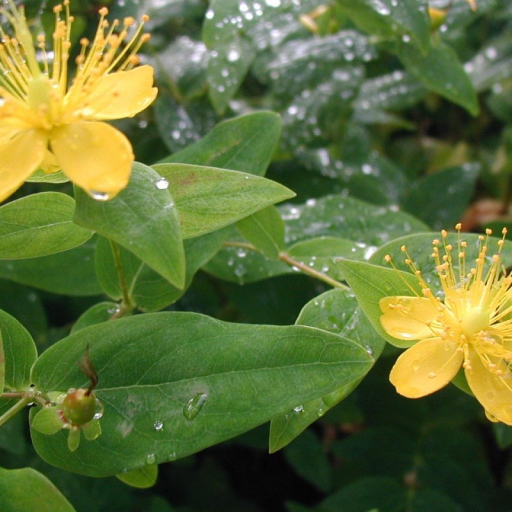 Stinking Tutsan (Hypericum Hircinum) Plant Care & How to Grow, Water