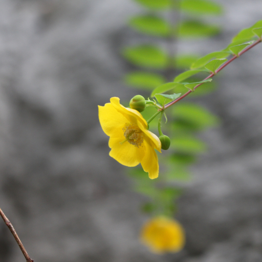Hooker's St. Johnswort (Hypericum Hookerianum) Plant Care & How to Grow ...