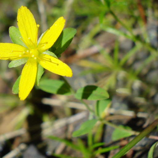 Trailing St. John's Wort (Hypericum Humifusum) Plant Care & How to Grow ...