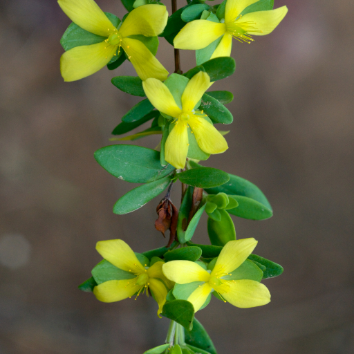 St. Andrew's Cross (Hypericum Hypericoides) Plant Care & How to Grow, Water
