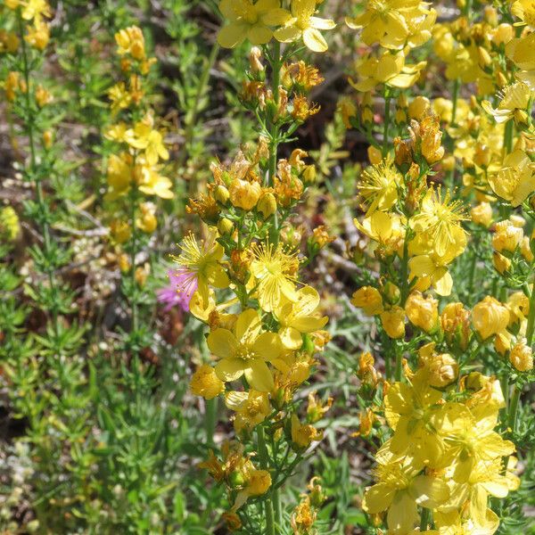 Hyssop-Leaved St. John's Worts (Hypericum Hyssopifolium) Plant Care ...