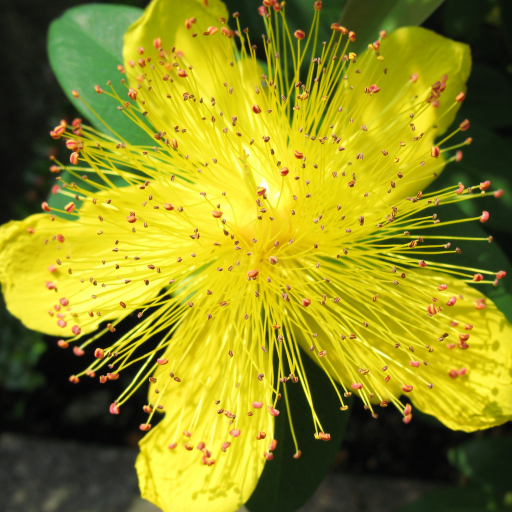 Matted St. John's-Wort (Hypericum Japonicum) Plant Care & How to Grow ...
