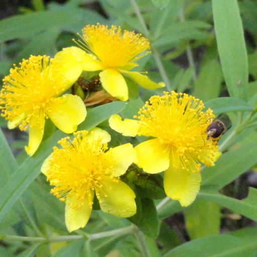 Kalm's St. John's-Wort (Hypericum Kalmianum) Plant Care & How to Grow ...