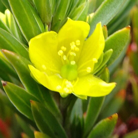 Hypericum Lancioides Plant Care & How to Grow, Water
